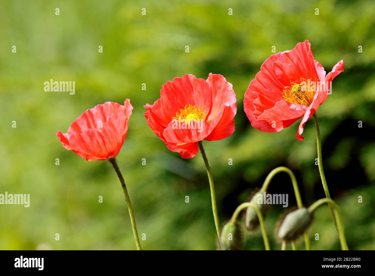 Iceland poppy plant hi-res stock photography and images - Alamy