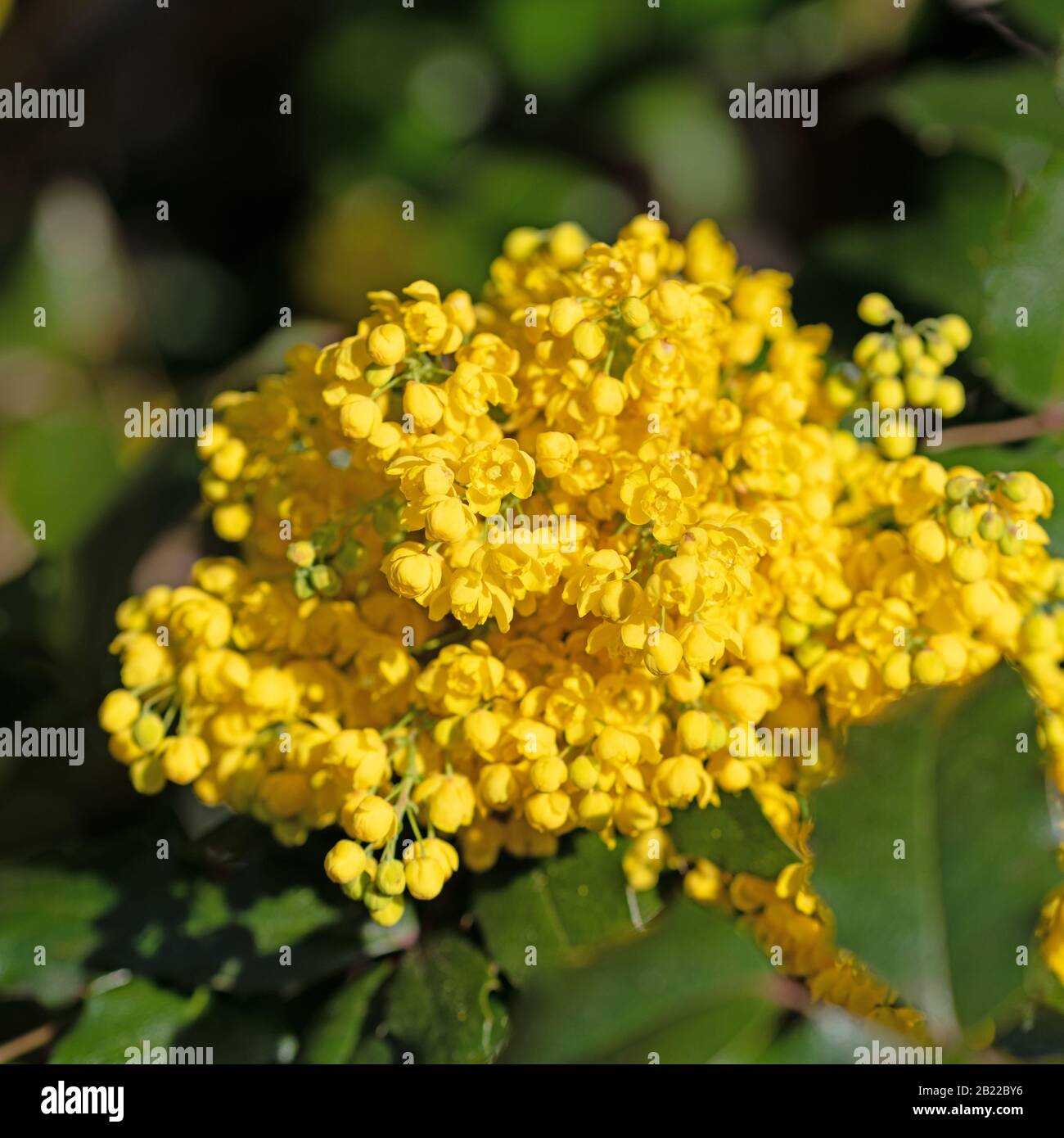Mahonias hi-res stock photography and images - Alamy