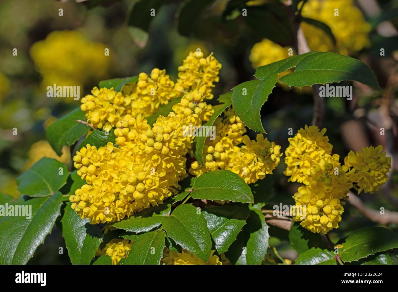 Yellow flowered Mahonia, Mahonia, in spring Stock Photo - Alamy