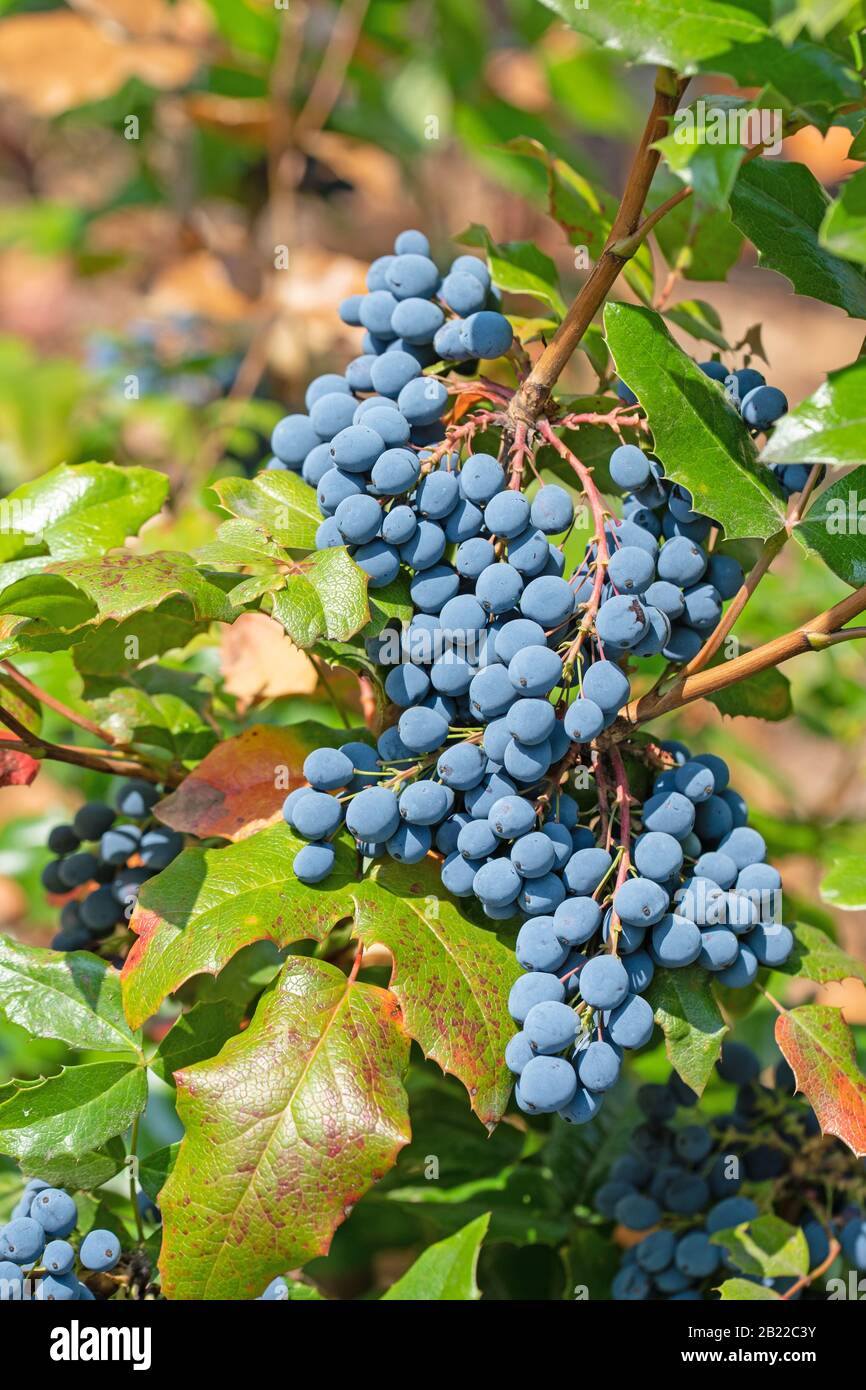 Mahonia aquifolium fruit hi-res stock photography and images - Alamy