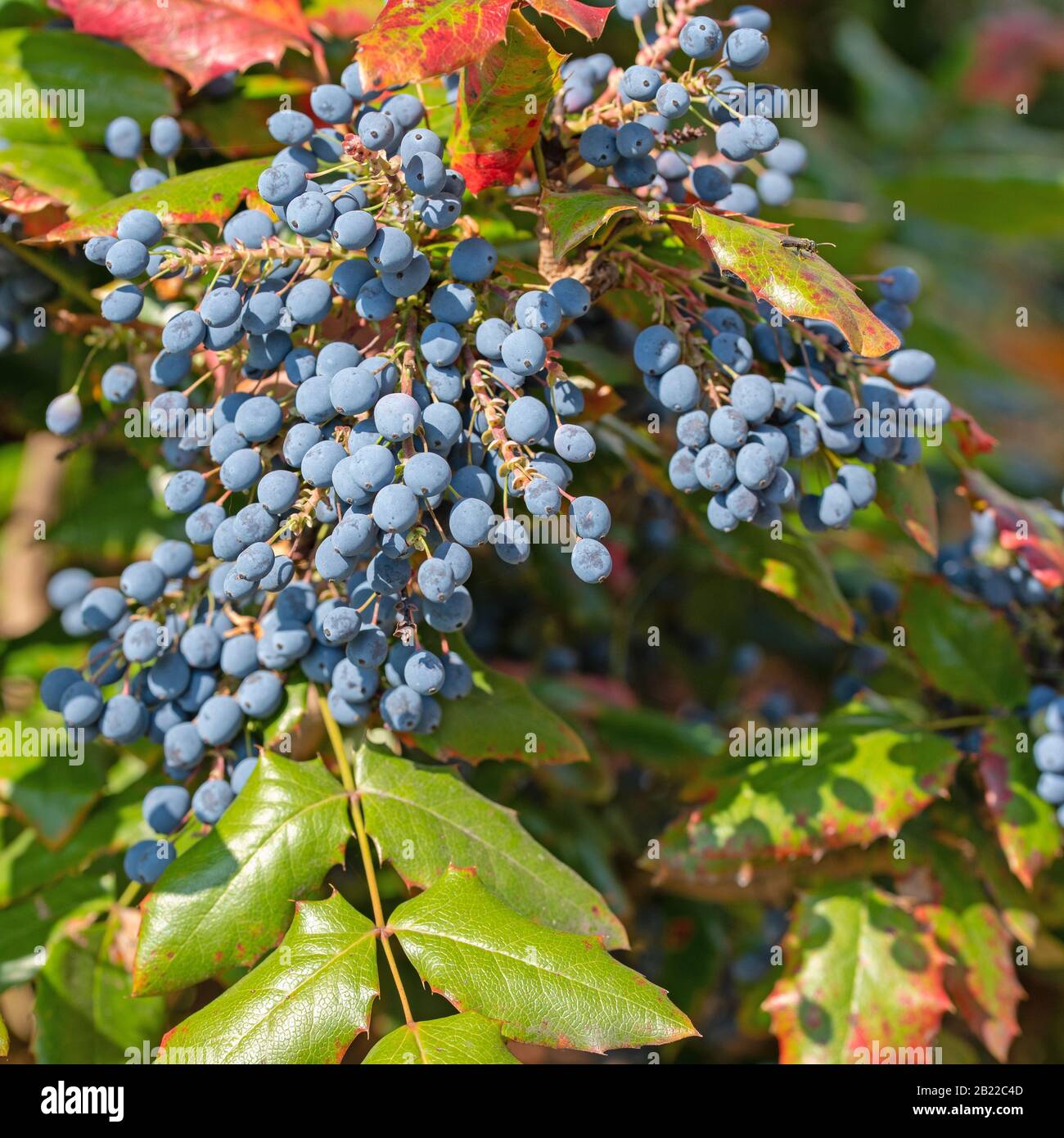 Mahonie leaves hi-res stock photography and images - Alamy