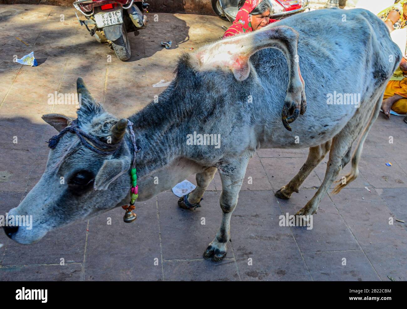 Freak animals hi-res stock photography and images - Alamy