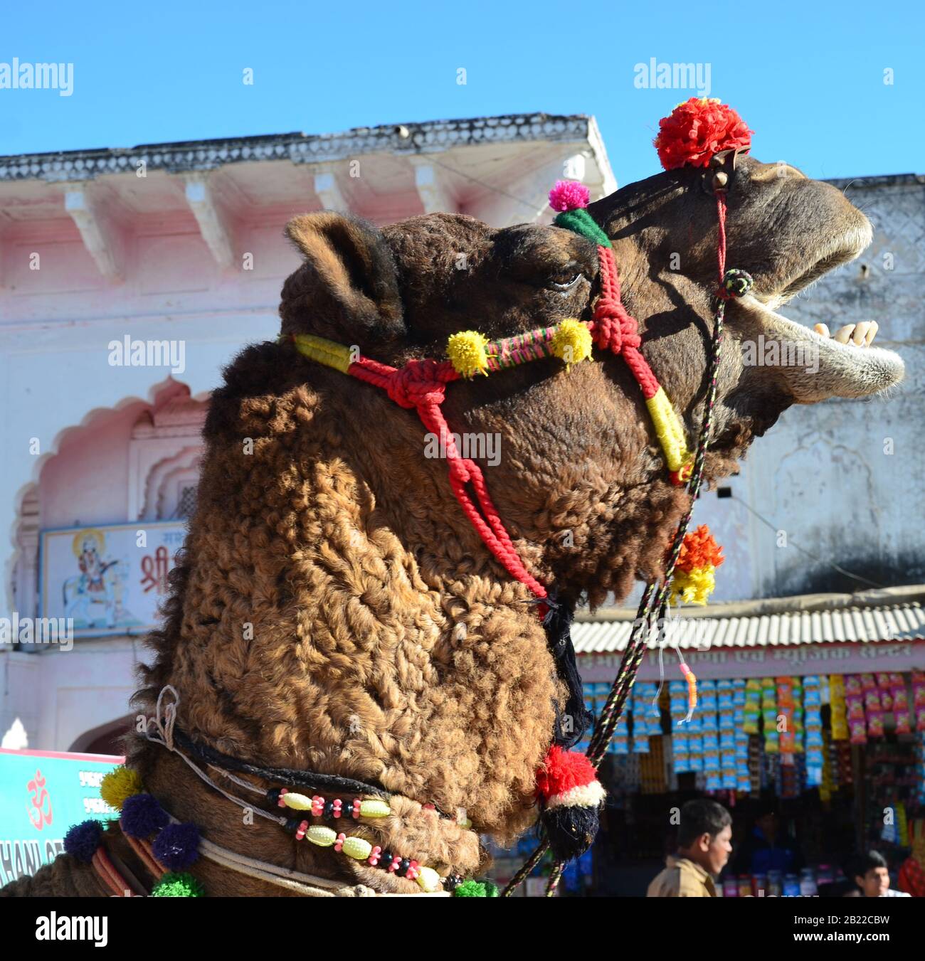 Camel decoration jaisalmer india hi-res stock photography and images ...