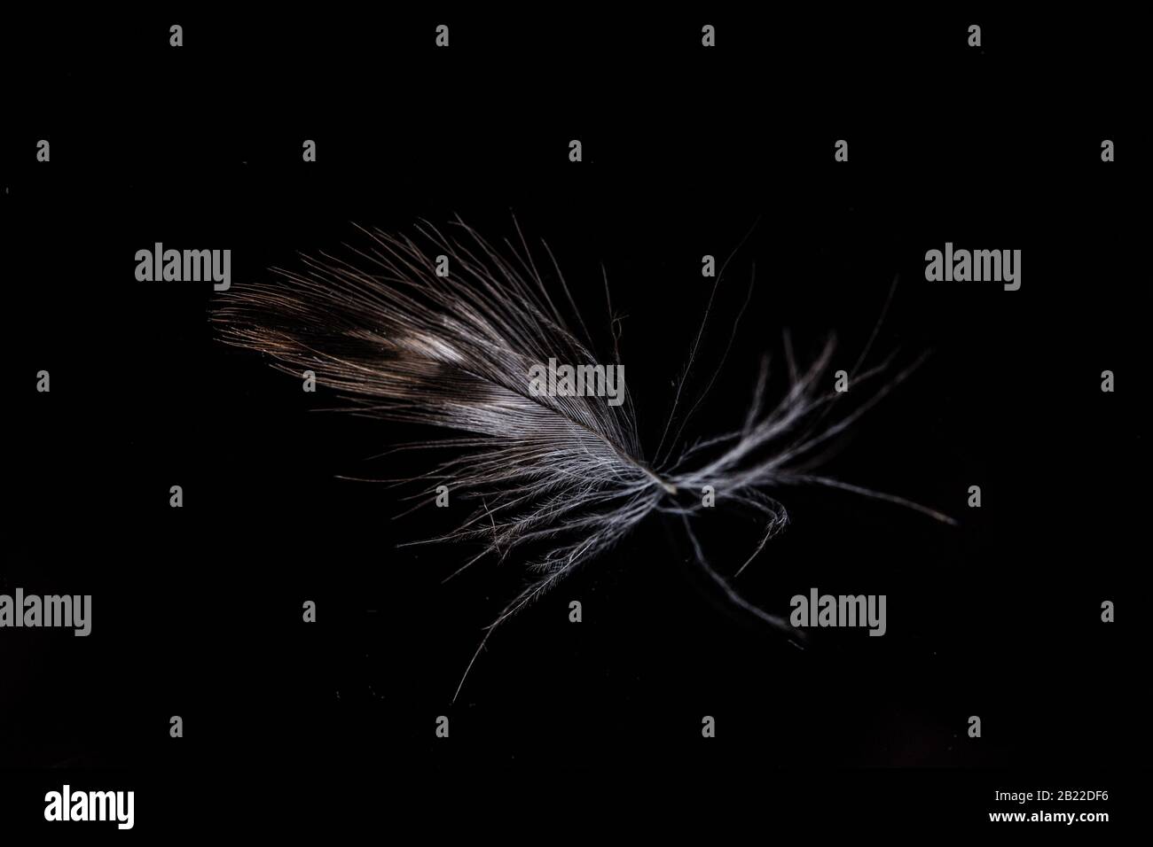 Smooth feather texture close up on a solid black background Stock Photo ...