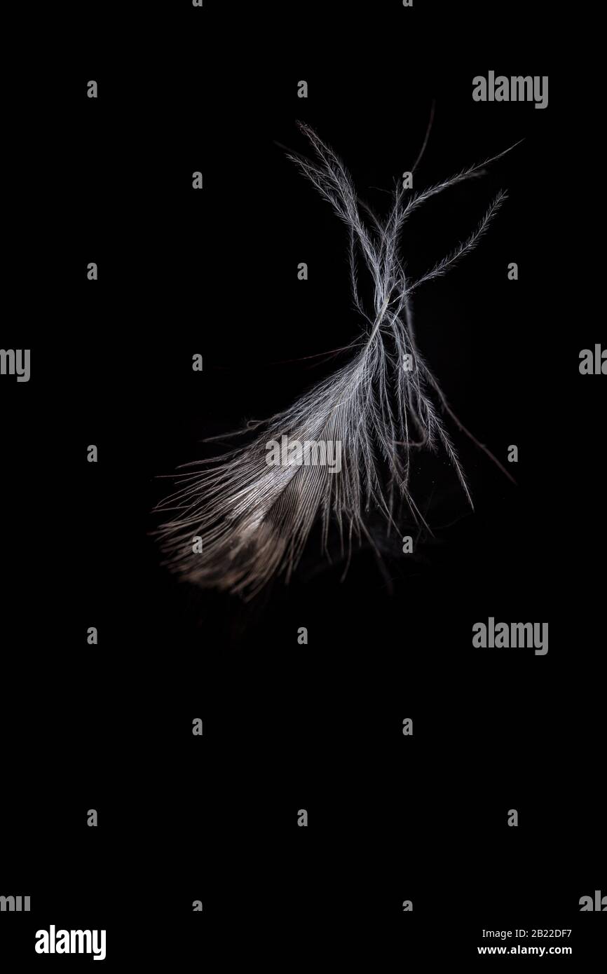 Smooth feather texture close up on a solid black background Stock Photo ...