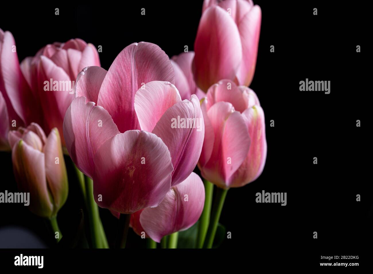 Pink tulips flower bouquet backlit on a black background Stock Photo ...