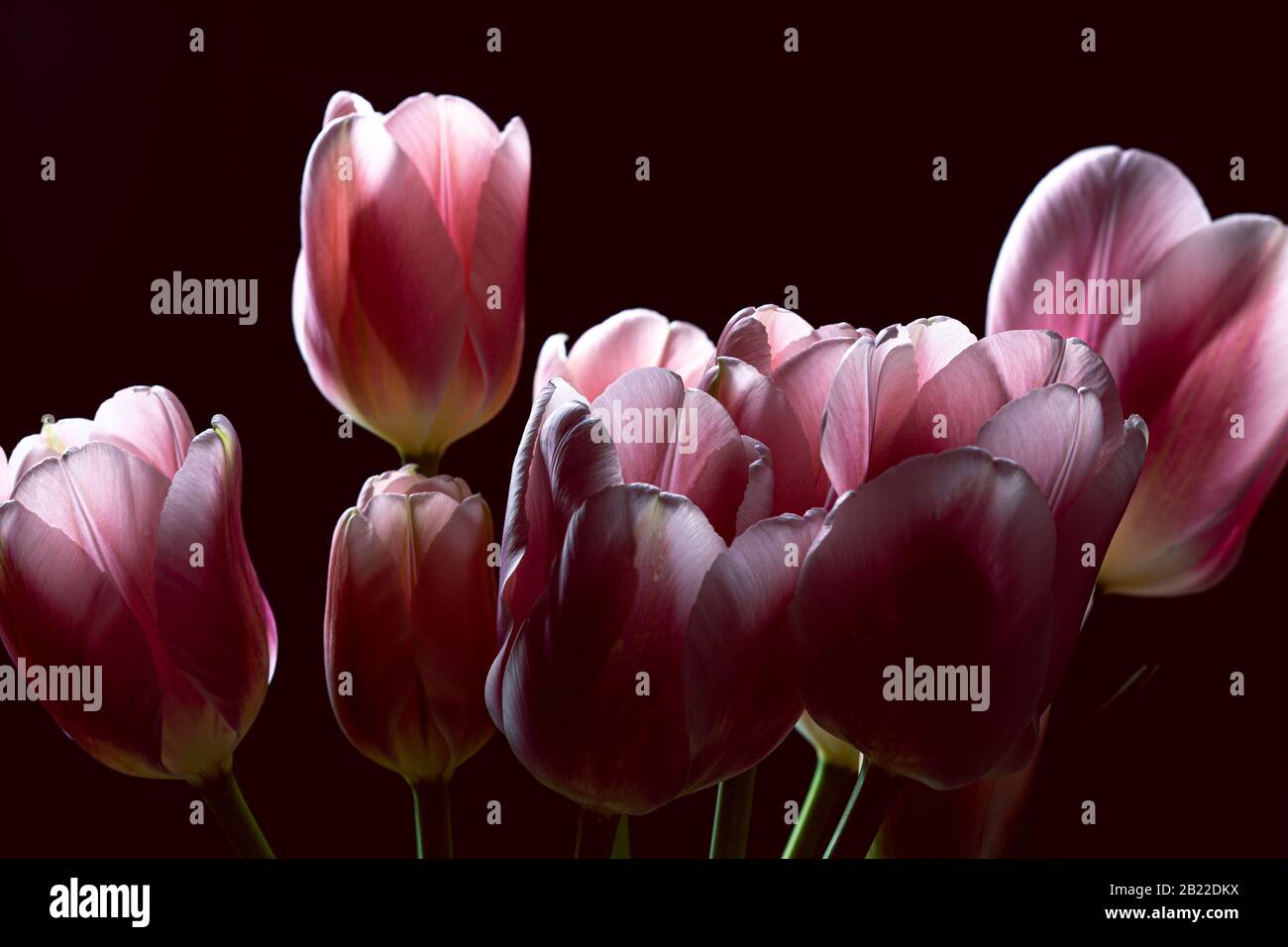 Pink tulips flower bouquet backlit on a black background Stock Photo ...
