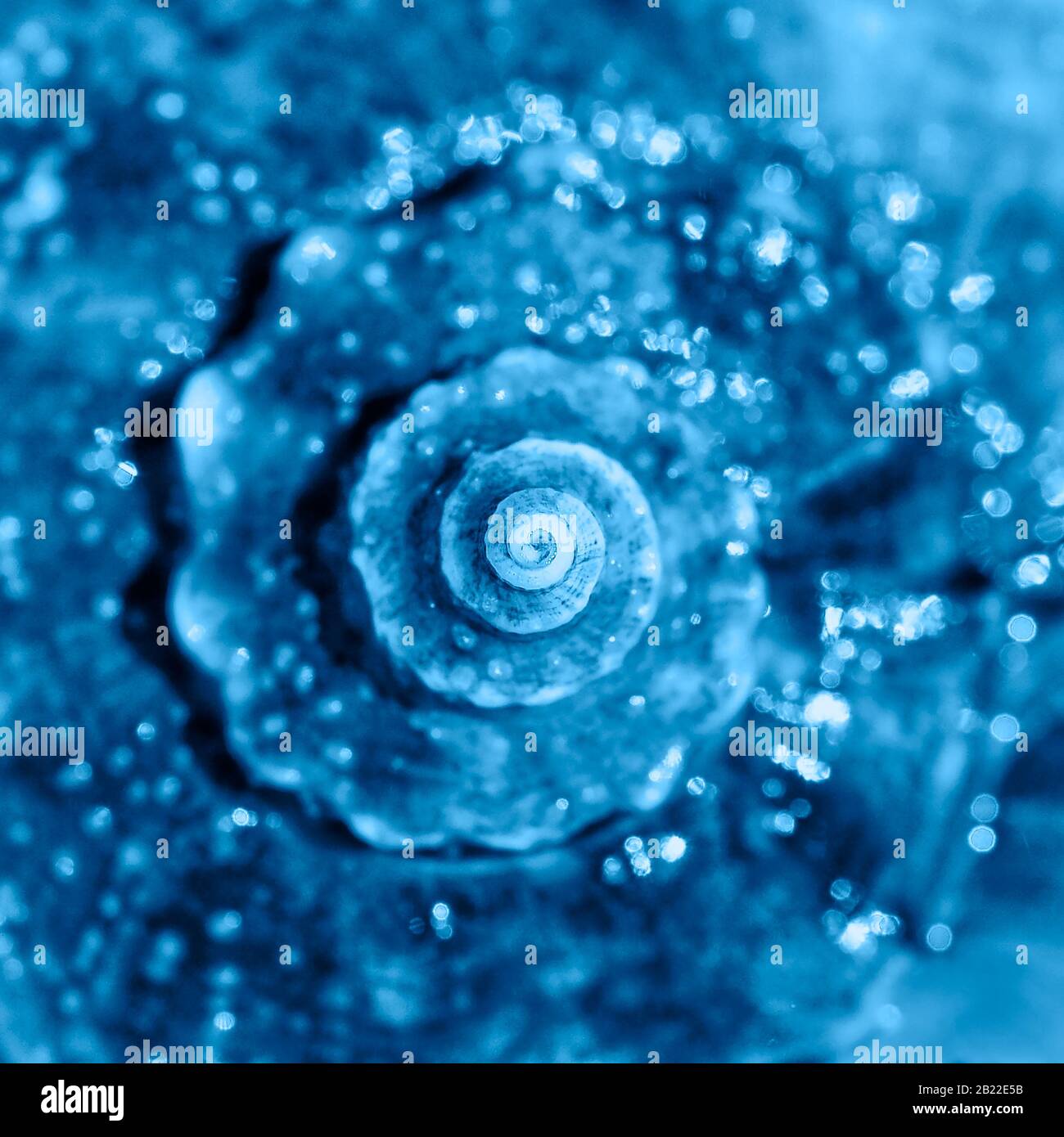 Sea shell close up. Top view, deep focus. Spiral and curly shell ...
