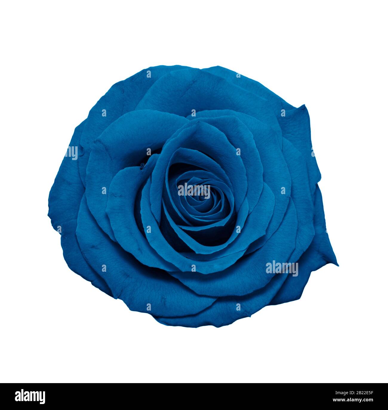 Blue rose head isolated on white. Colorful rose flower head fully open ...