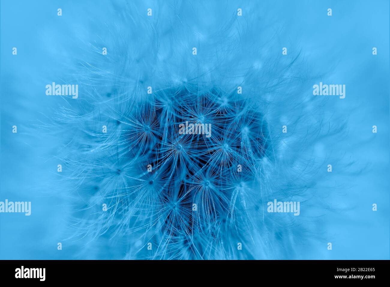 Blue Dandelion flower seeds close up. Dandelion Flower texture. Mock up or template. Flower ...