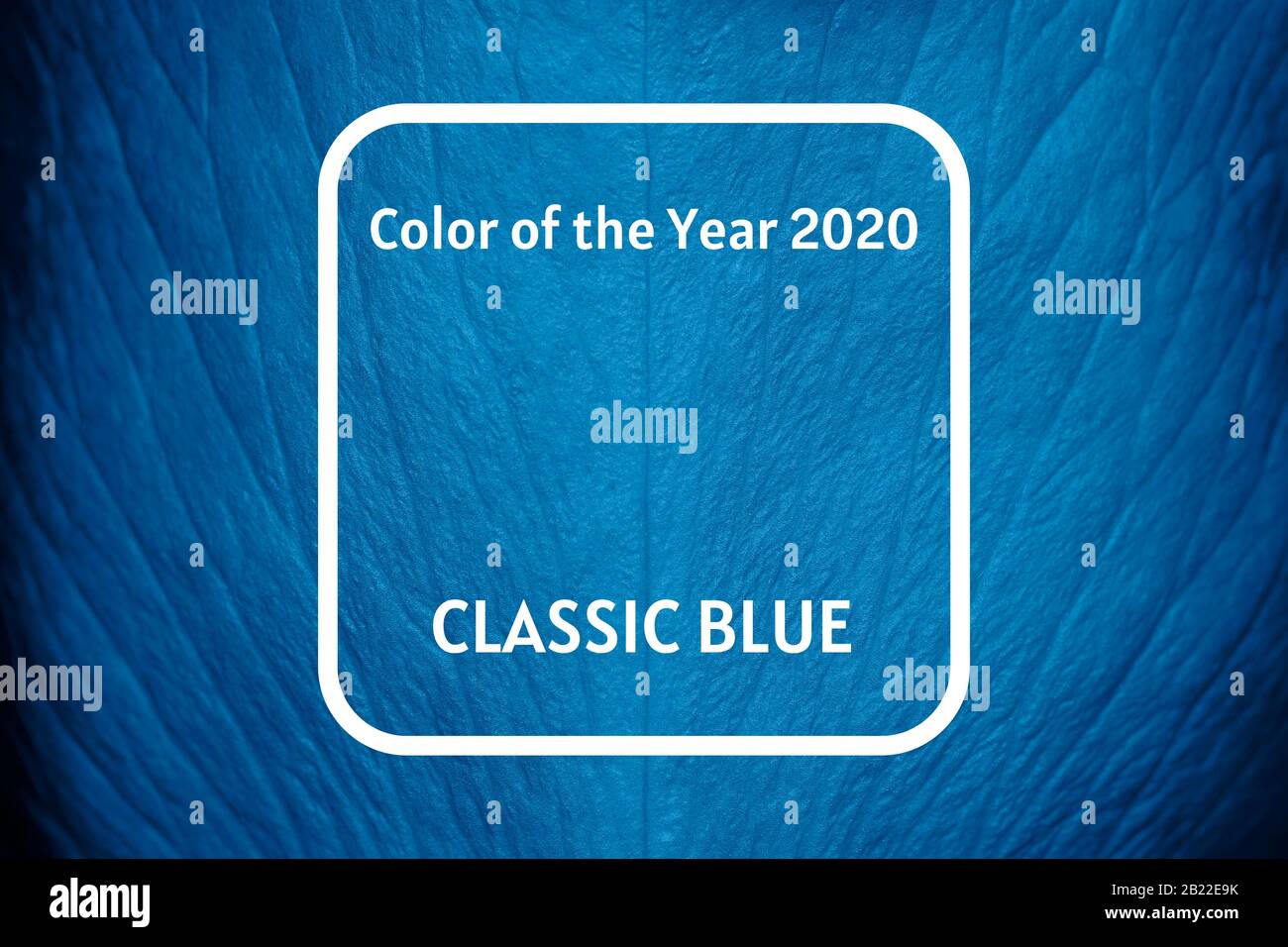 Tender beautiful rose petal texture. Classic blue rose petal close up ...