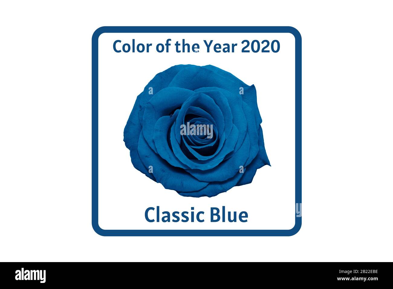 Blue rose head isolated on white. Colorful rose flower head fully open ...