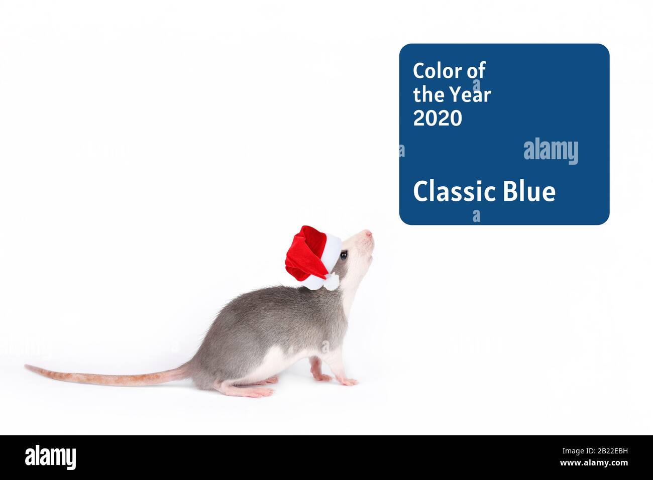 Gray rat in santa claus red hat looks at square frame with blue color ...