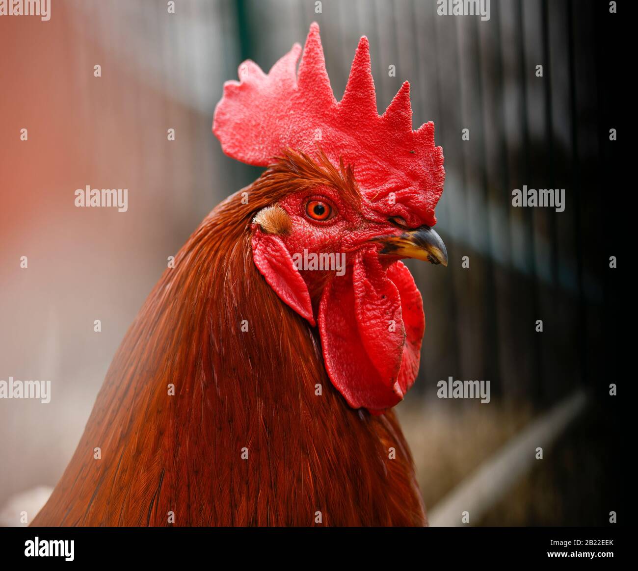 Maennlicher kopf hi-res stock photography and images - Alamy