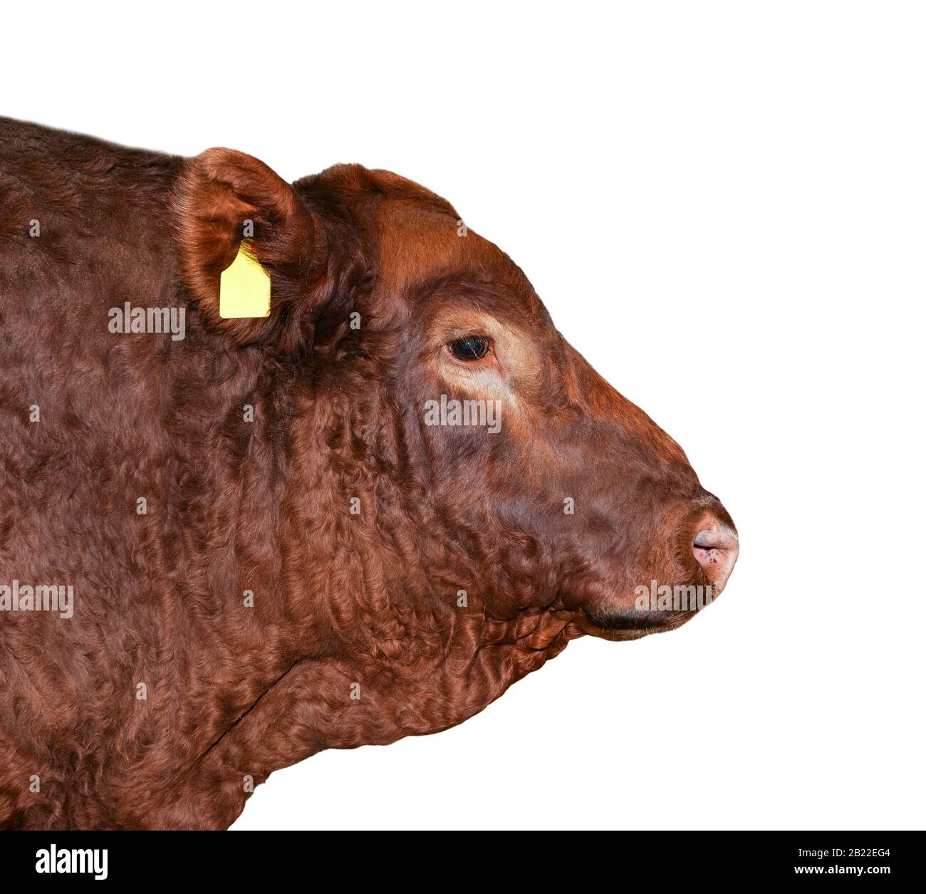 Bull isolated on white. Beautiful big brown bull portrait close up ...