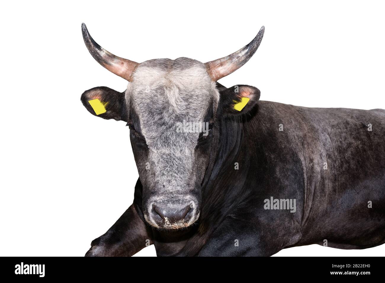Bull isolated on white. Beautiful big brown bull portrait close up ...