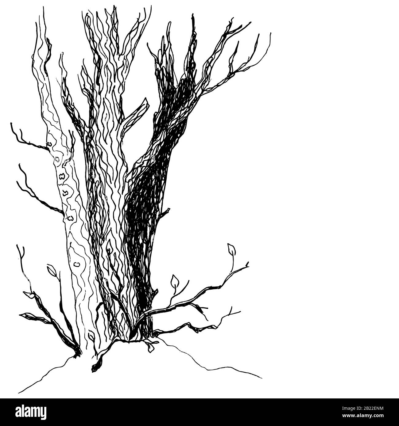 Three trees growing extremely close. Artistic ink sketch Stock Vector ...