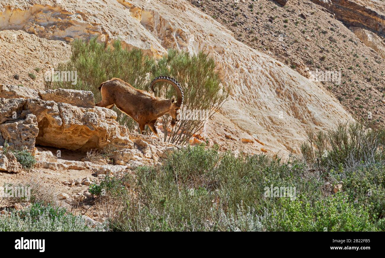 male arabian nubian ibex yael walking down the rocky slope of wadi ...
