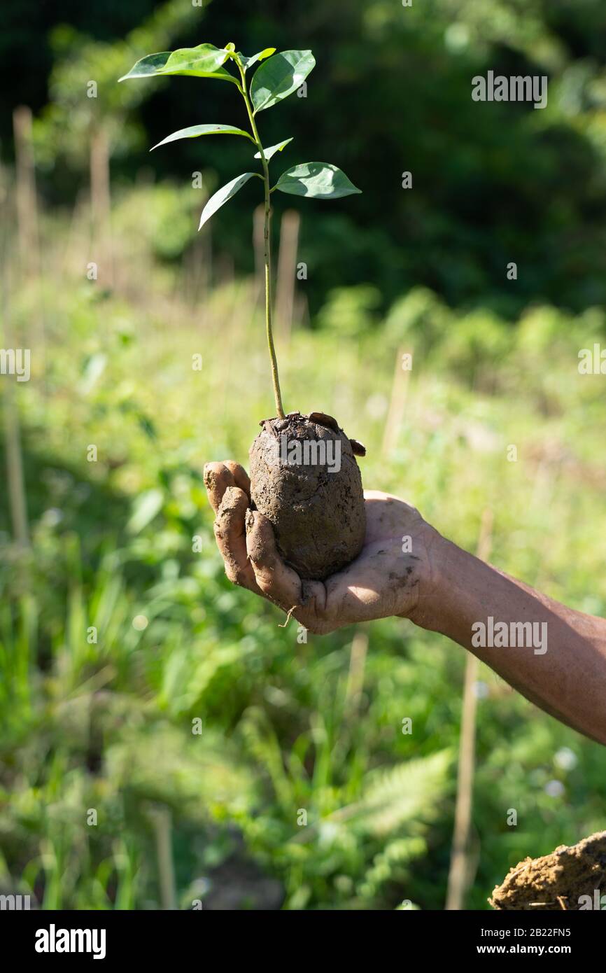Young tree Sapling ready for planting during a community reforestation ...