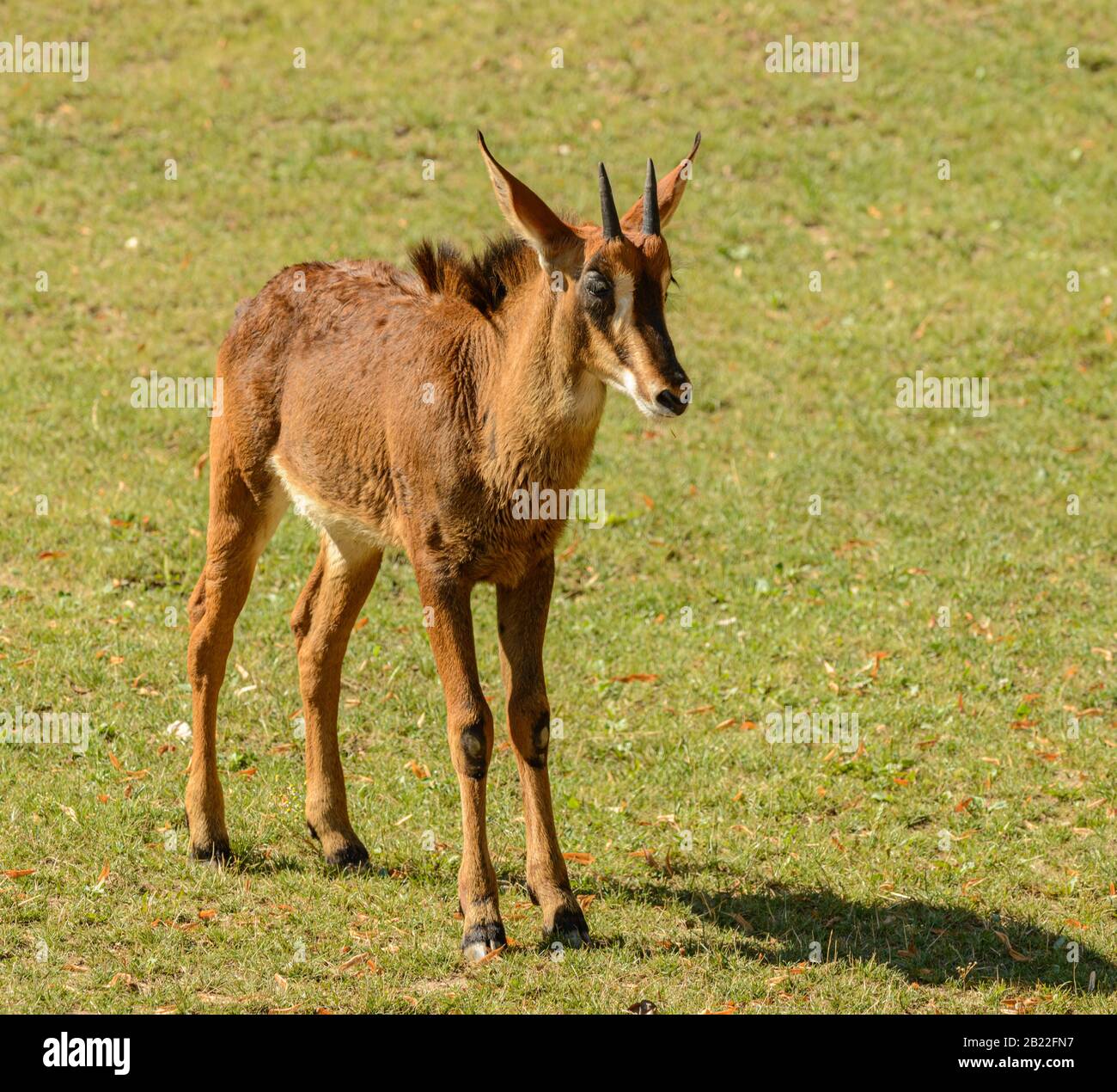 young antelope calf standing on grass plain in zoo prague Stock Photo ...