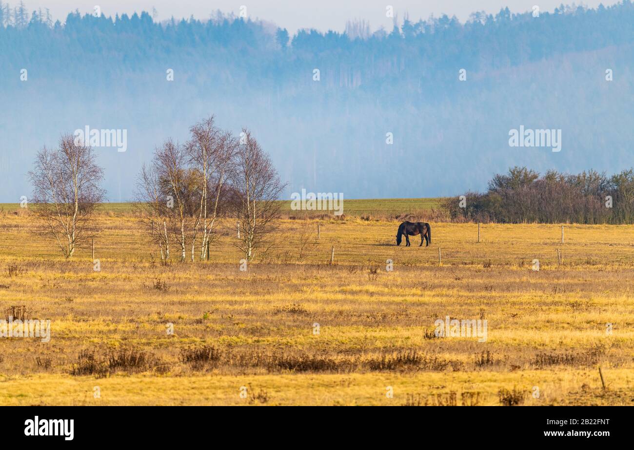 horse on pasture in far distance, winter Stock Photo - Alamy