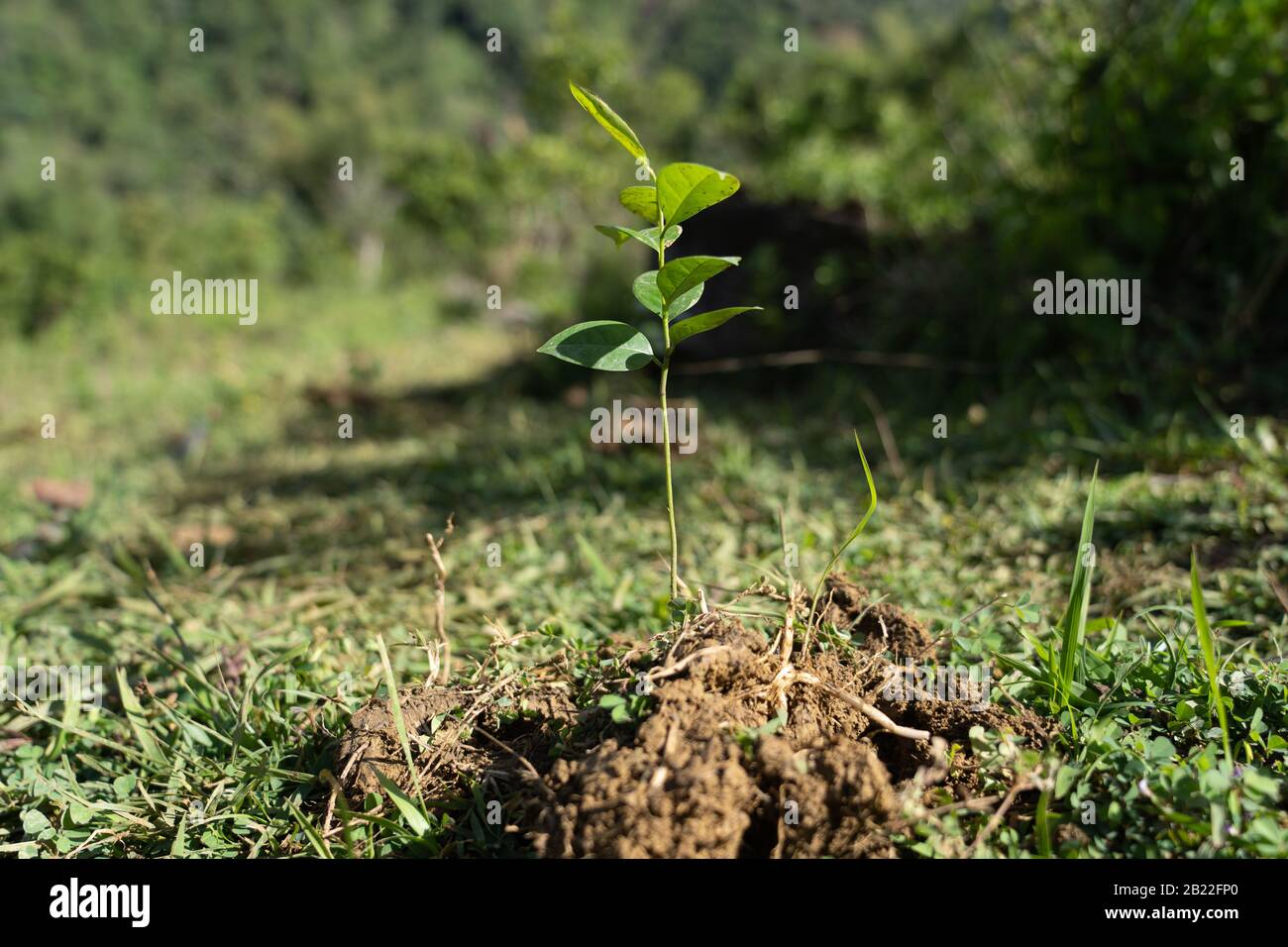 Young tree Sapling planted during a community reforestation project in ...