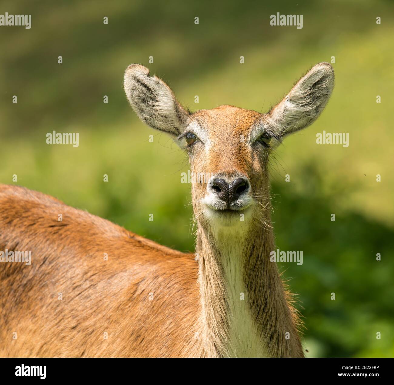 Antelope in profile hi-res stock photography and images - Alamy