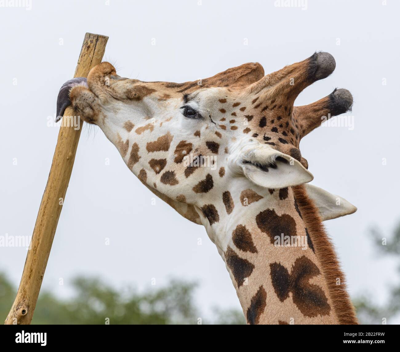 portrait of giraffe licking a stick, zoo Stock Photo - Alamy