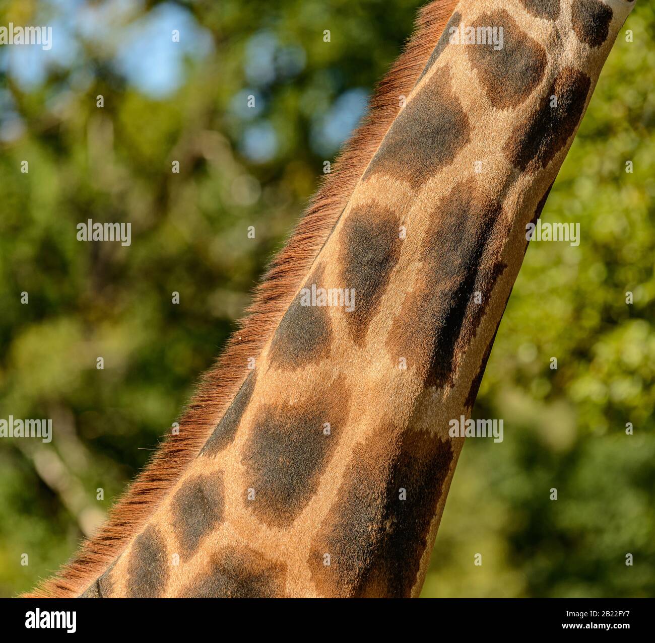 Neck pattern hi-res stock photography and images - Alamy