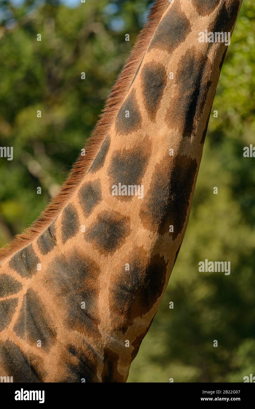 detail of pattern on giraffe long neck zoo Stock Photo - Alamy