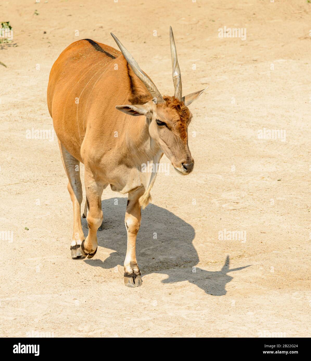 antelope walking on light ground with shadow Stock Photo - Alamy