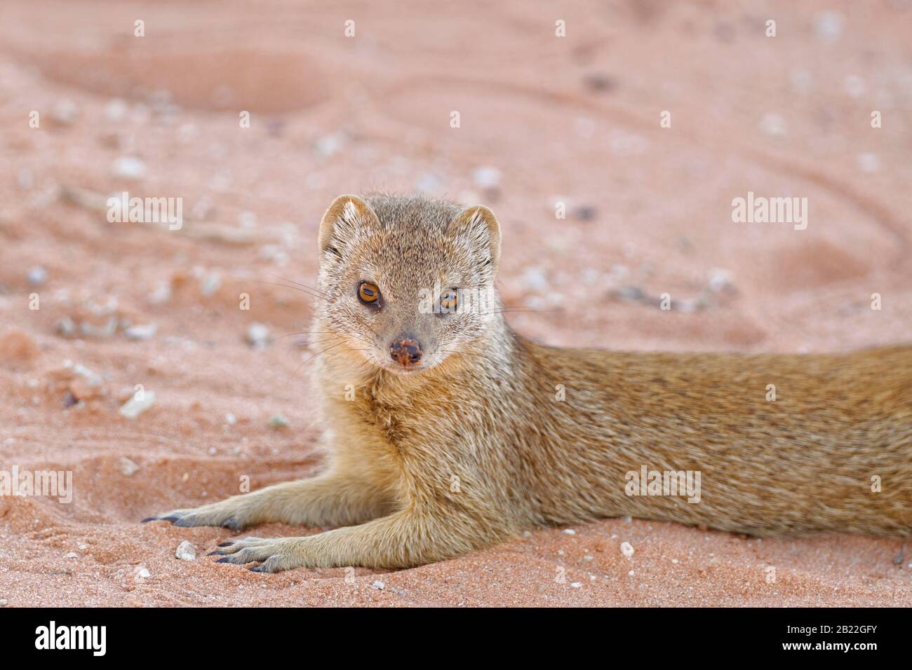 Yellow mongoose (Cynictis penicillata), adult, lying on the sand, alert ...