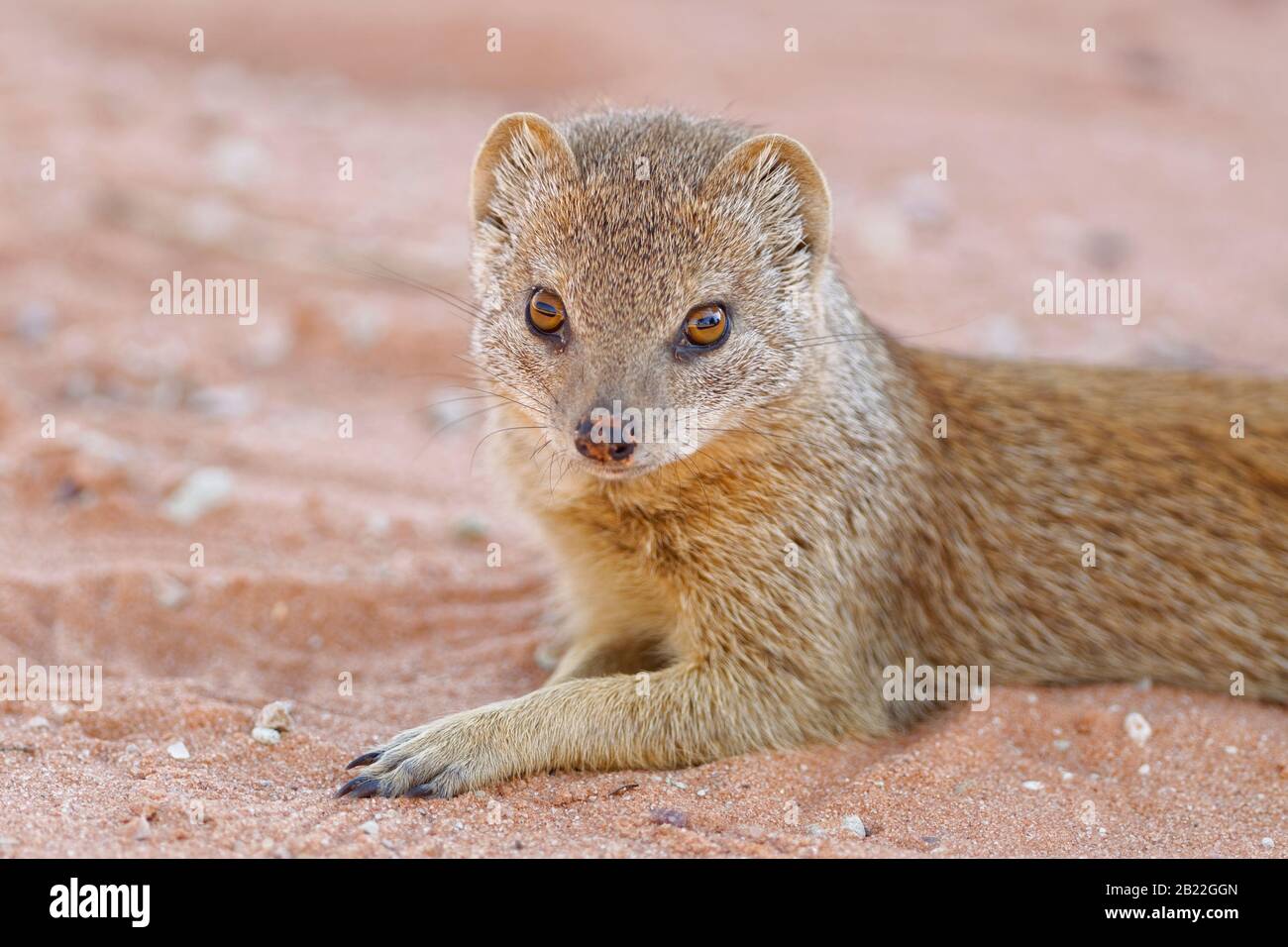 Yellow mongoose (Cynictis penicillata), adult, lying on the sand, alert ...