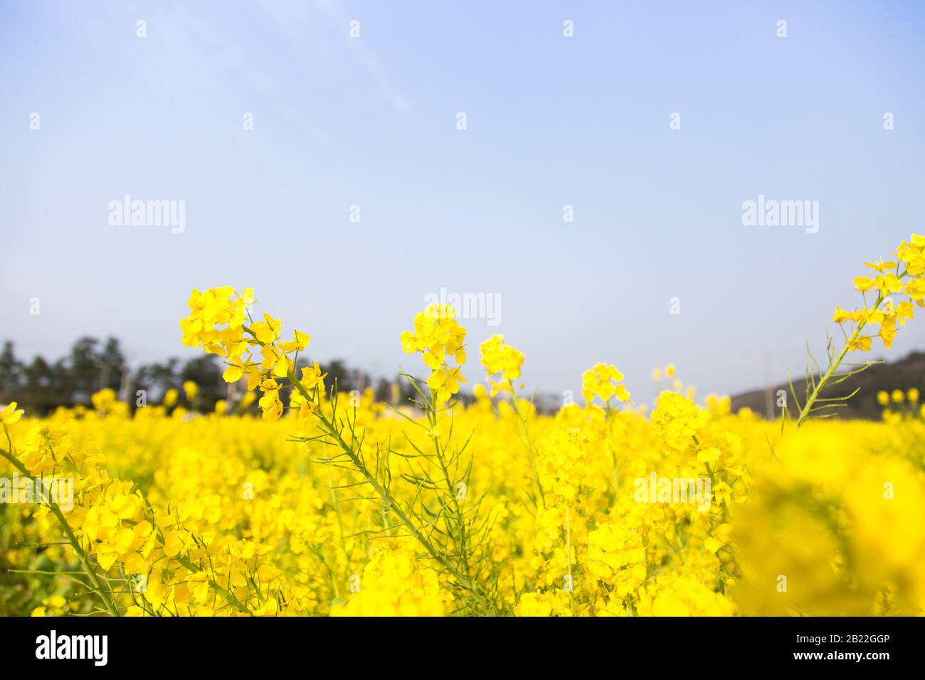 Japanese countryside spring landscape, Fukuoka, Japan Stock Photo - Alamy
