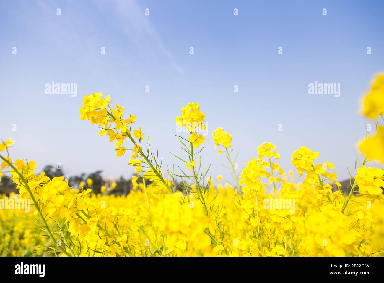 Japanese countryside spring landscape, Fukuoka, Japan Stock Photo - Alamy