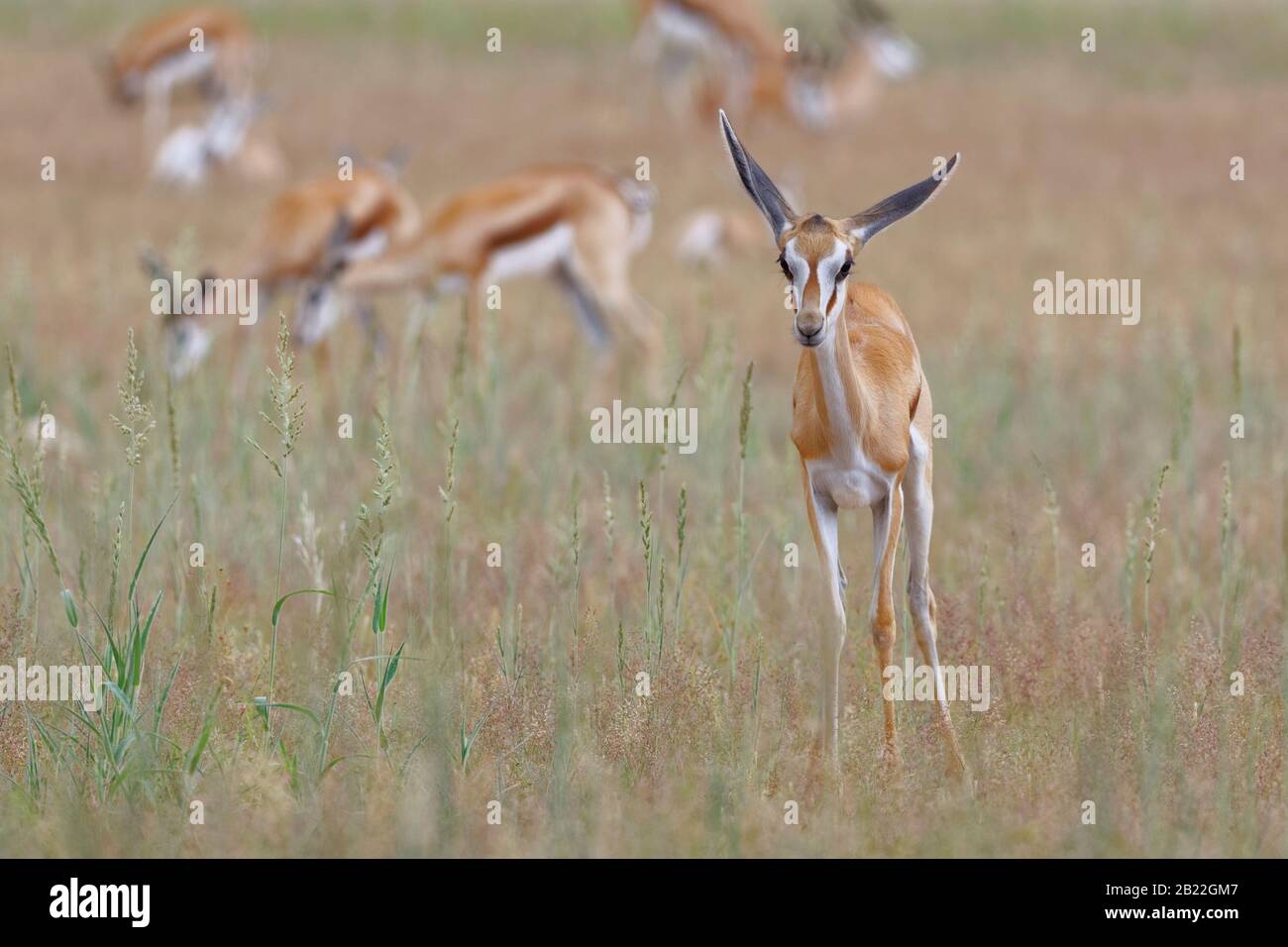 Springbok ears hi-res stock photography and images - Alamy