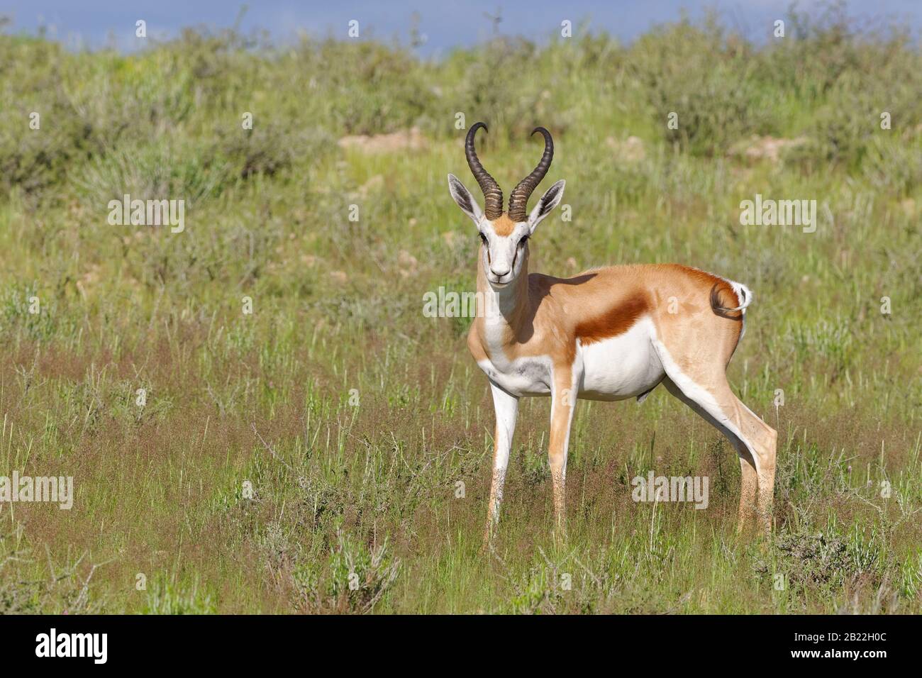 Springbok face hi-res stock photography and images - Alamy