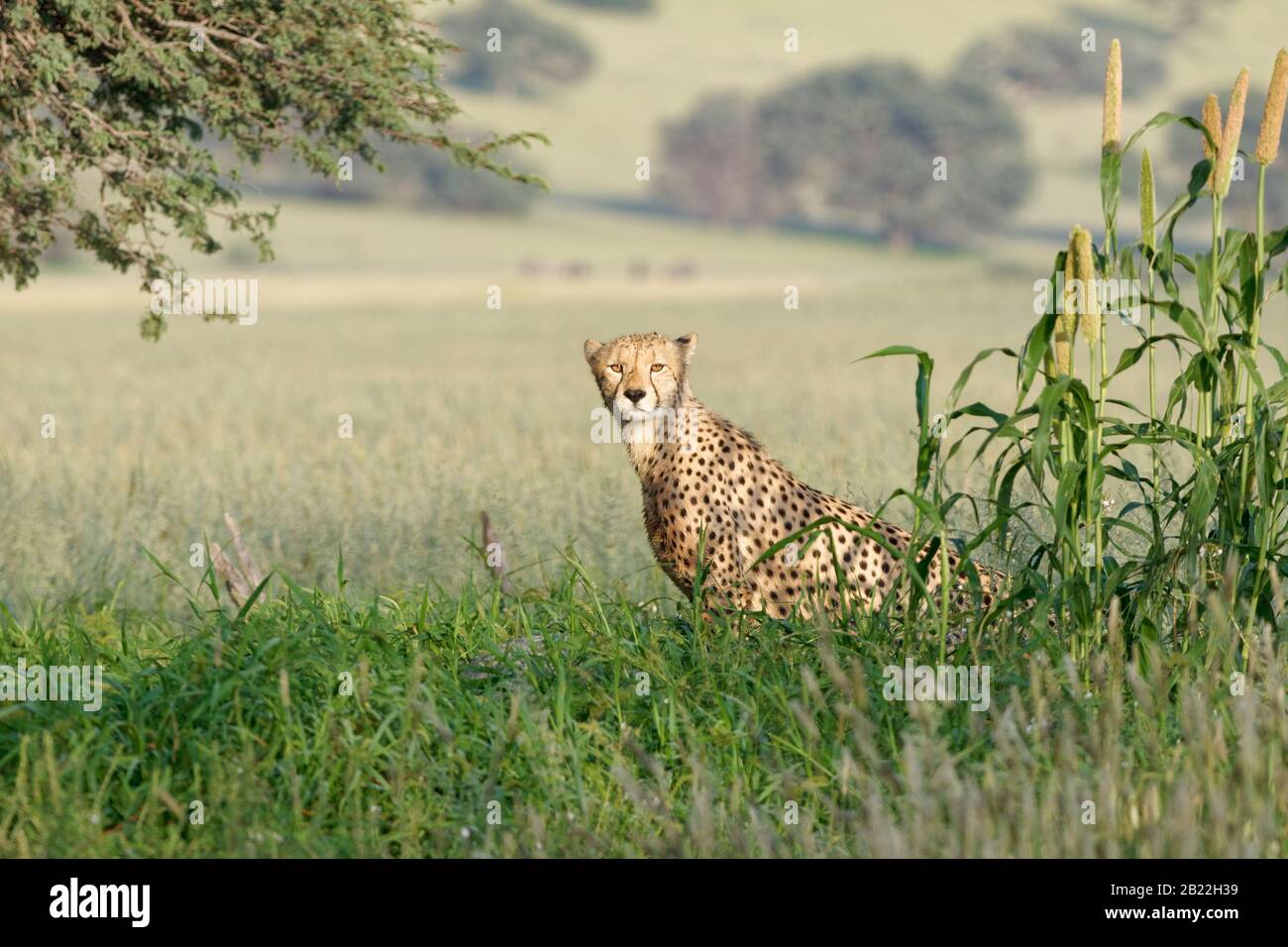 Adult male cheetah hi-res stock photography and images - Alamy