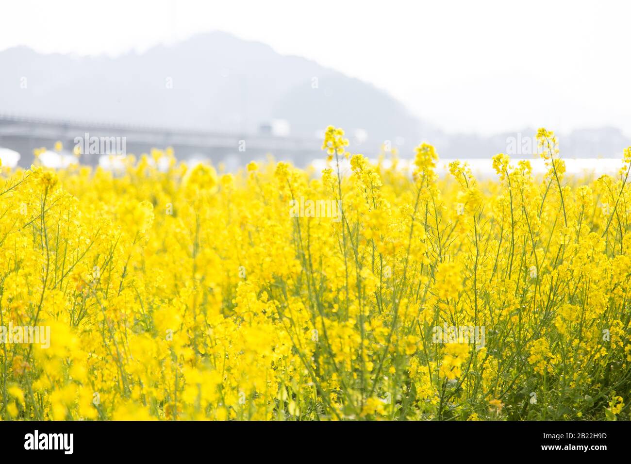 Japanese countryside spring landscape, Fukuoka, Japan Stock Photo - Alamy