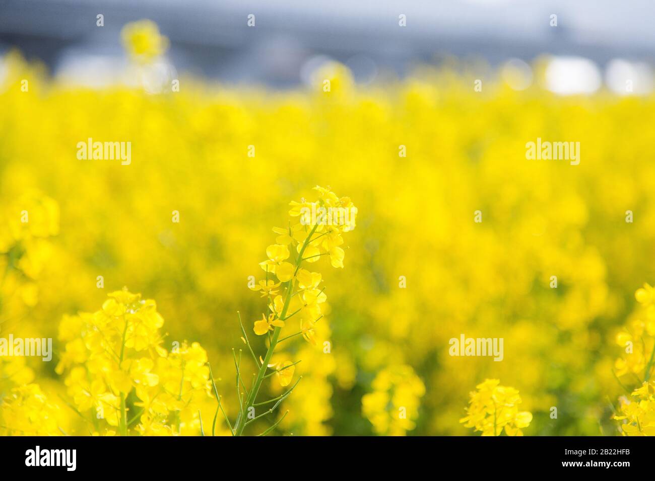 Japanese countryside spring landscape, Fukuoka, Japan Stock Photo - Alamy