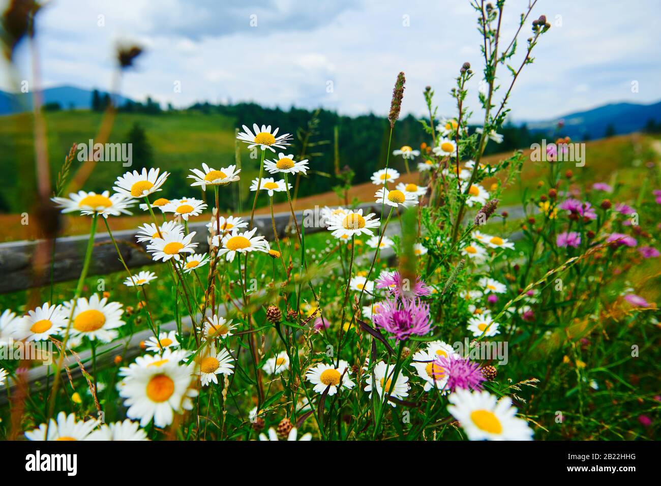 nature and flowers, beautiful wildflowers near wooden fence along a ...