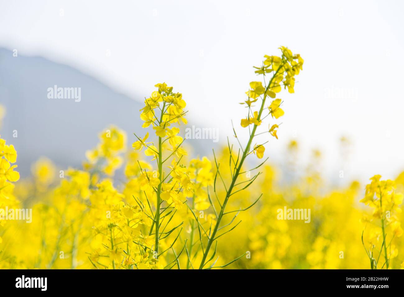 Japanese countryside spring landscape, Fukuoka, Japan Stock Photo - Alamy