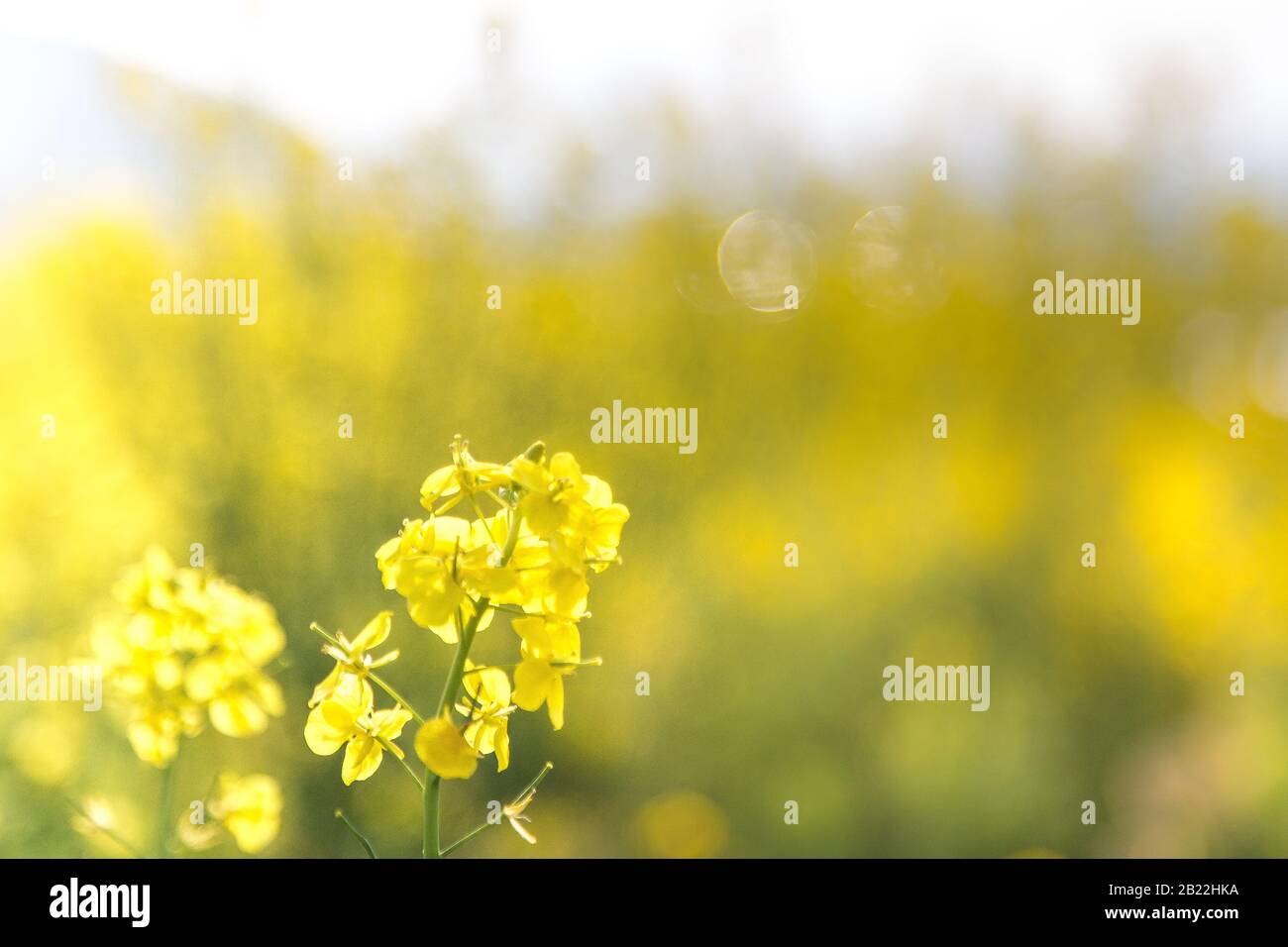 Japanese countryside spring landscape, Fukuoka, Japan Stock Photo - Alamy