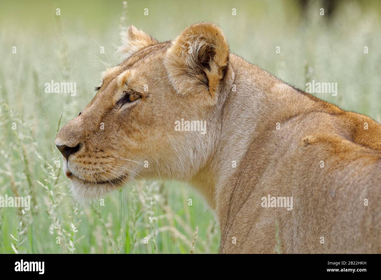 Lioness profile hi-res stock photography and images - Alamy