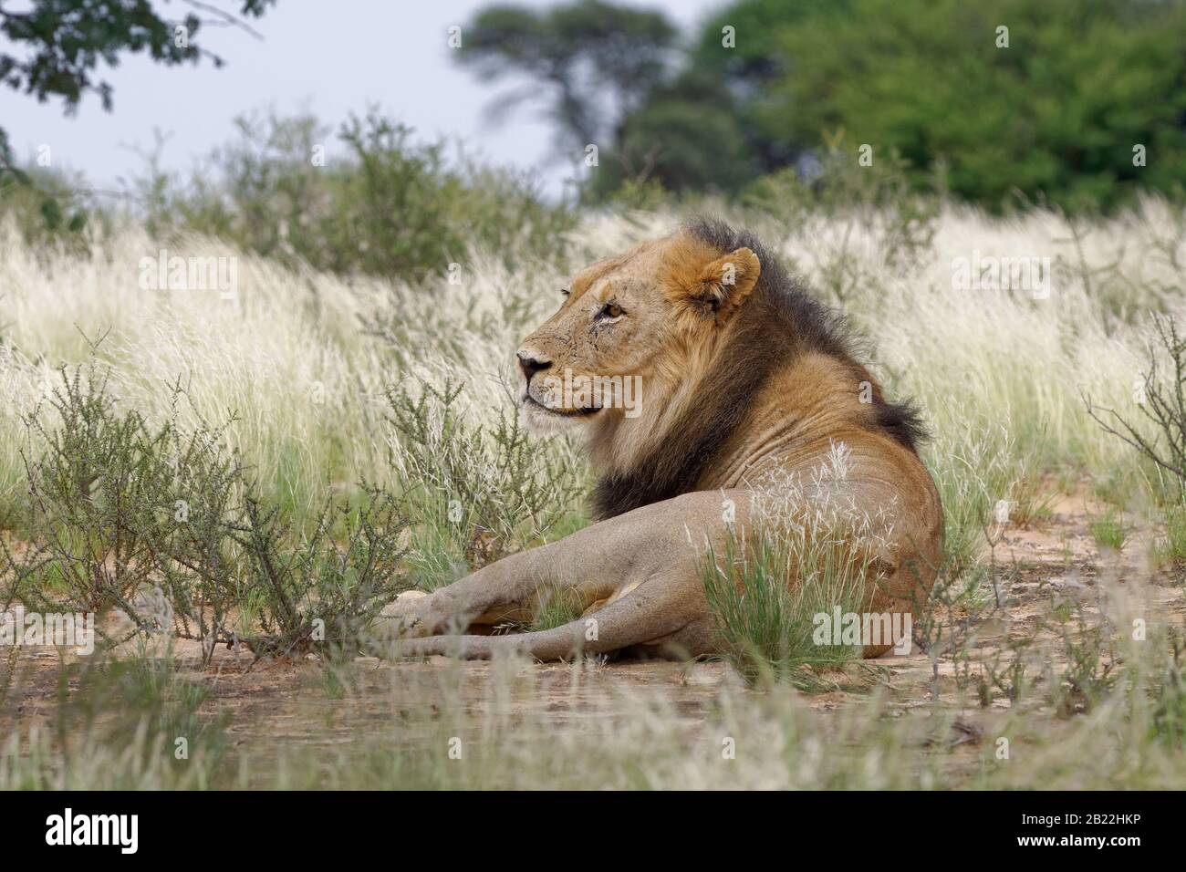 Lion (Panthera leo), black-maned male lion, lying in the grass, alert ...