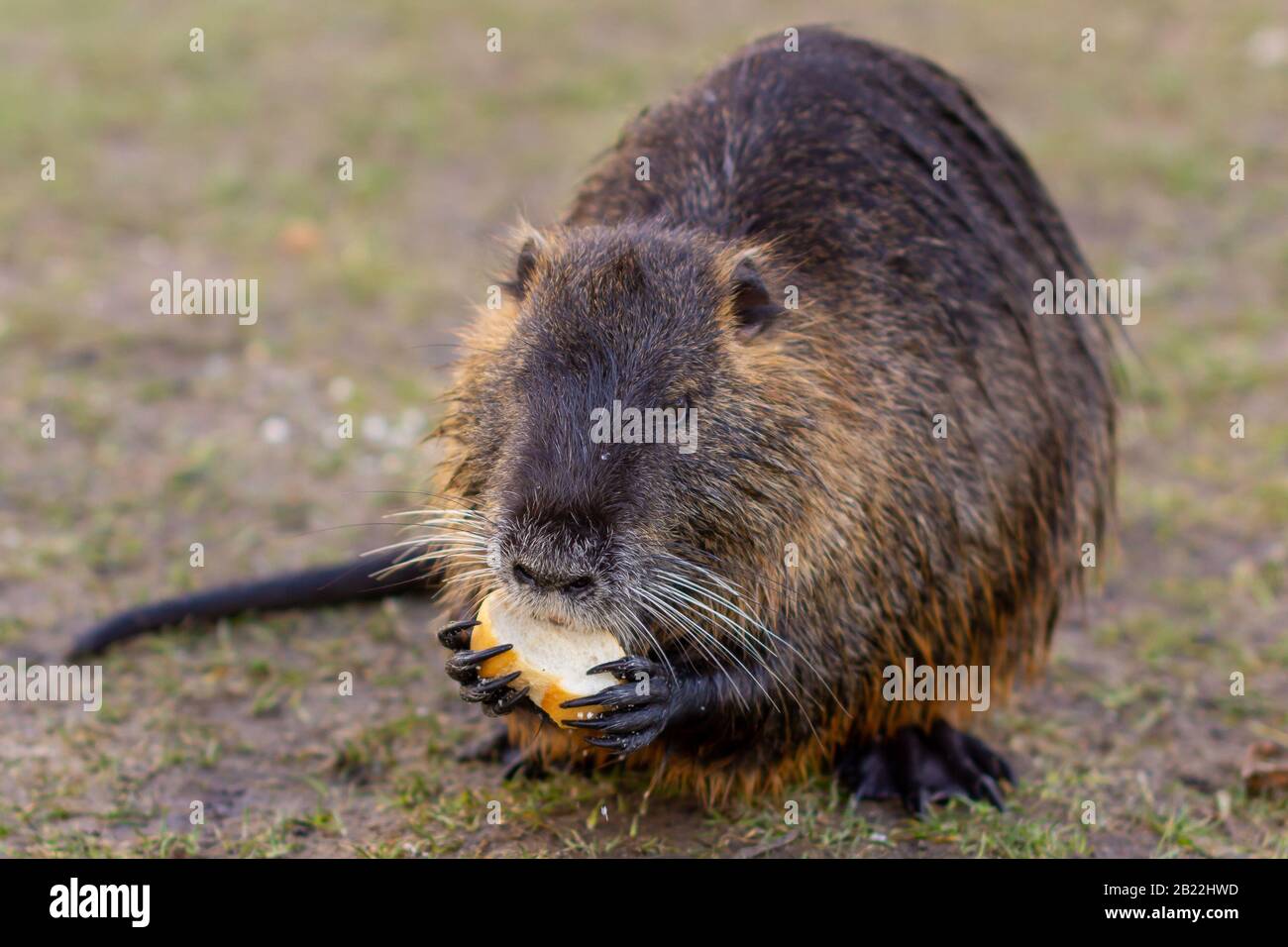 Nutria, Myocastor coypus or river rat the wild near the river Stock ...