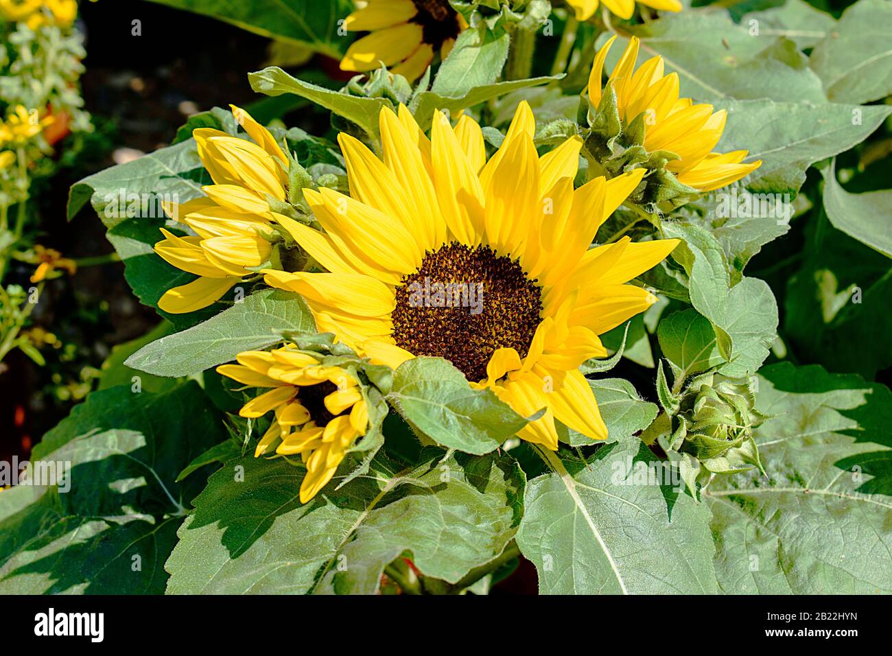 yellow big helianthus Stock Photo - Alamy