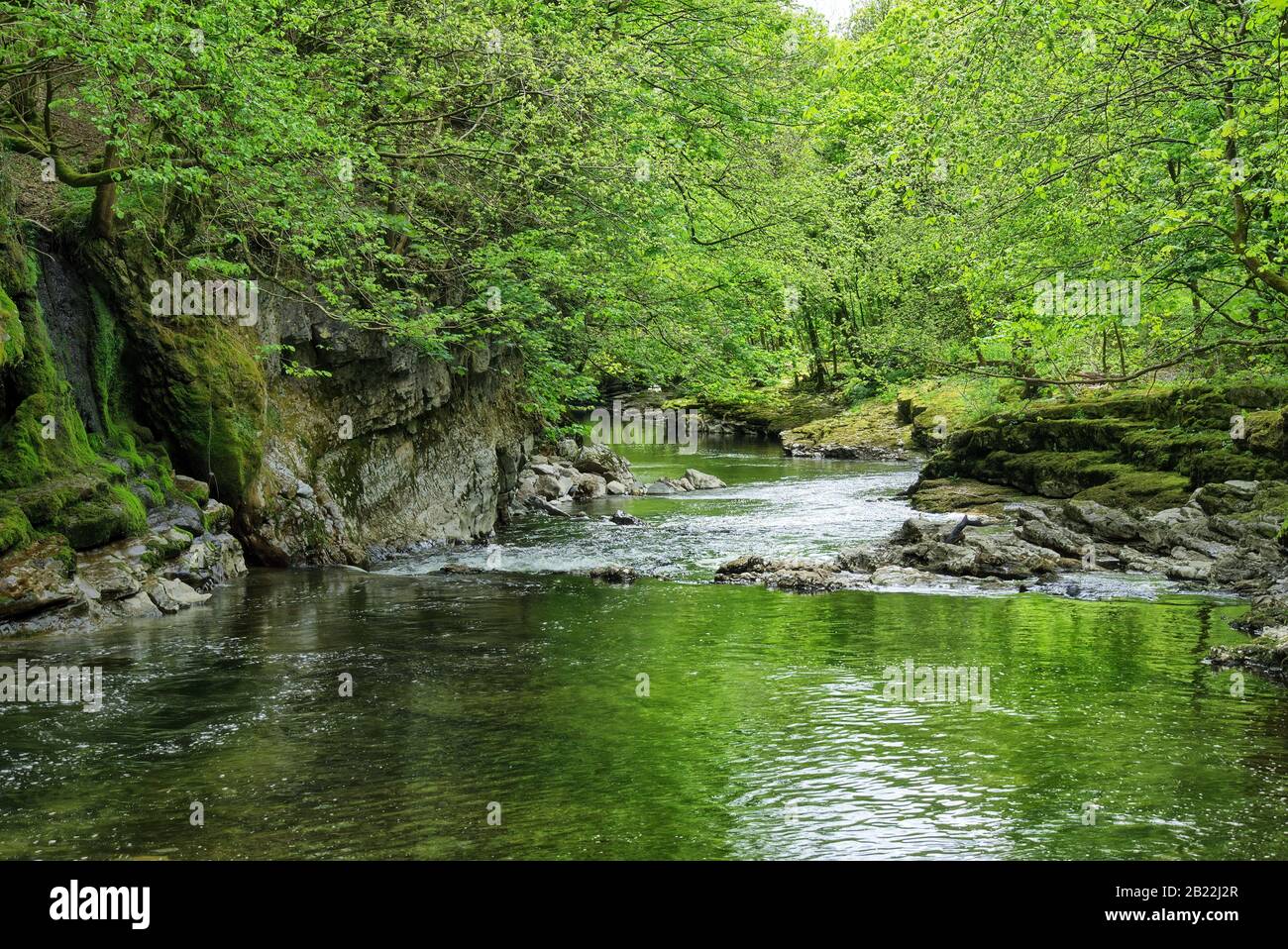 The River Kent passing through woodland near Kendal Stock Photo - Alamy