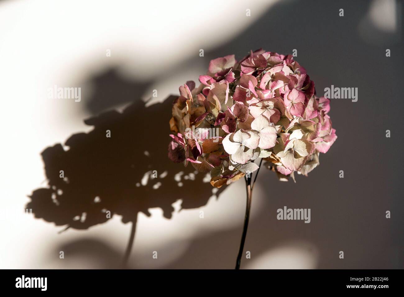 Beautiful hydrangea in sunset light Stock Photo - Alamy