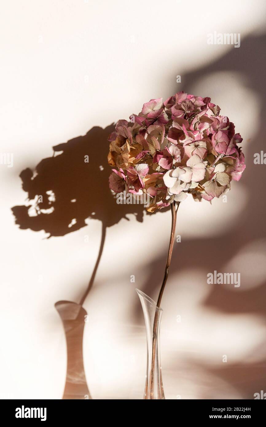 Dry hydrangea in sunset light Stock Photo - Alamy